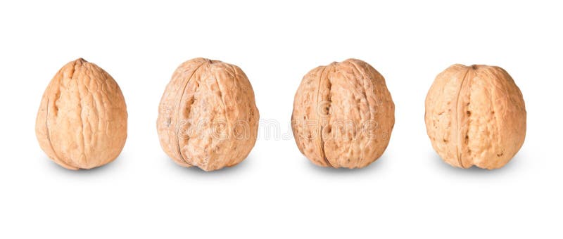 Four Nuts Lying in a Row stock photo. Image of ingredient - 46602644