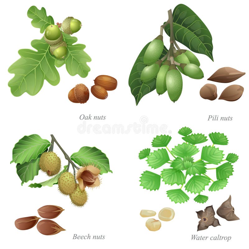 Pili Stock Illustrations – 231 Pili Stock Illustrations, Vectors ...