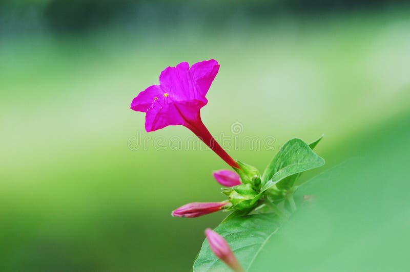 Four-o clock stock photo. Image of green, purple, beautiful - 4464064