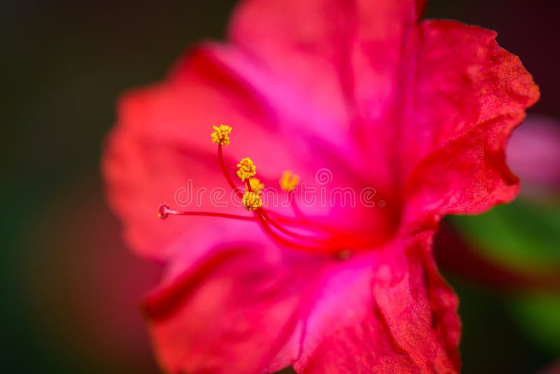 Four O`clock Flower Macro Shot Stock Image - Image of fresh, natural ...