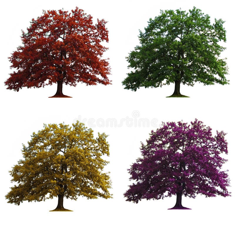 Four oak trees isolated stock photo. Image of green, difference - 6607786
