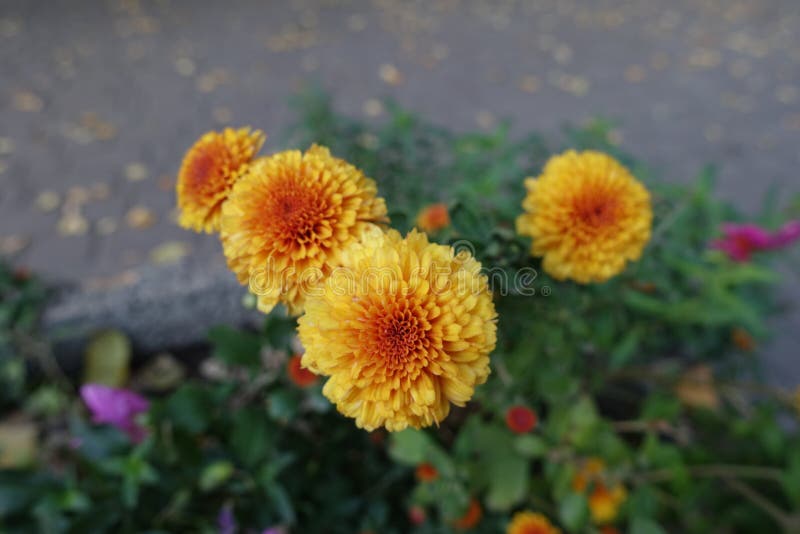 Four Orange Flowers of Chrysanthemum in October Stock Photo - Image of ...
