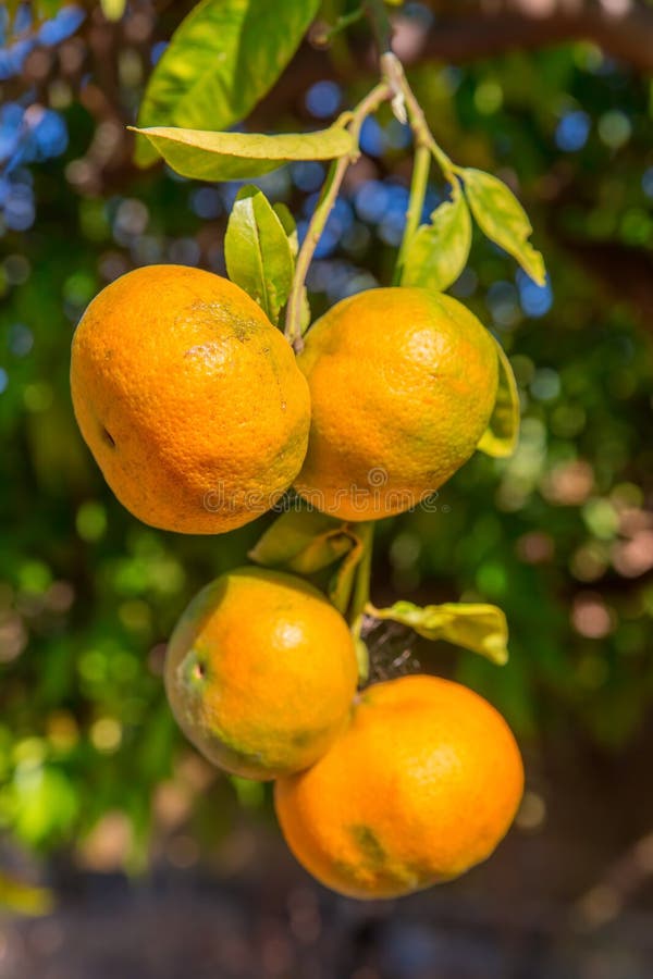 Four Orange Tangerines Hanging at Tree Stock Image - Image of ...