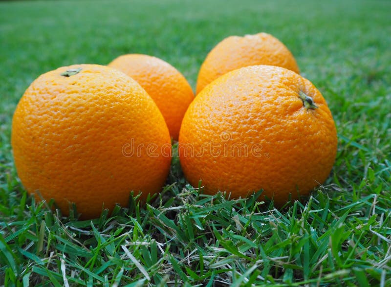 1,041 Four Oranges Stock Photos - Free & Royalty-Free Stock Photos from ...