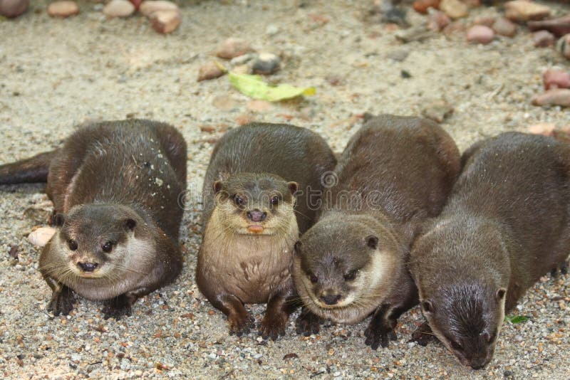 Four Otters stock image. Image of aquatic, brown, fauna - 14229553