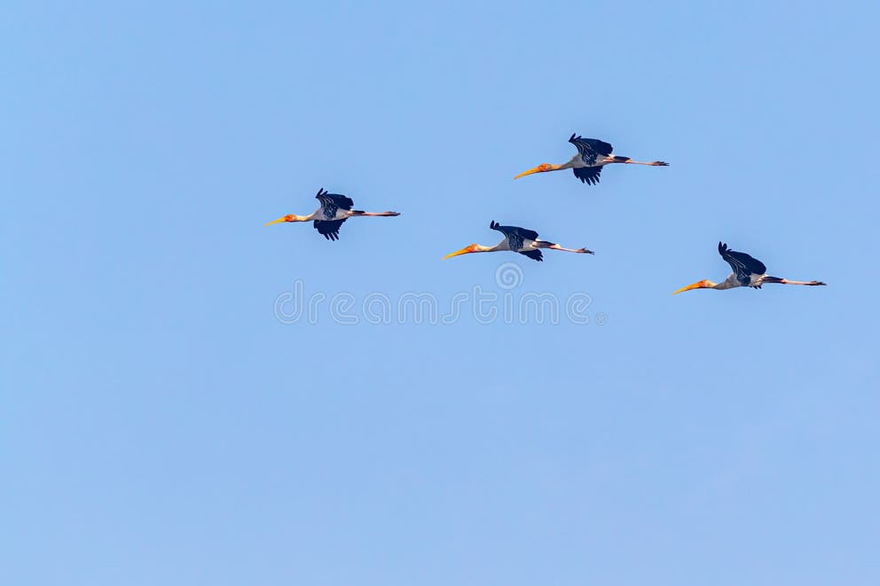 Four Painted Storks flying stock image. Image of forest - 274083455