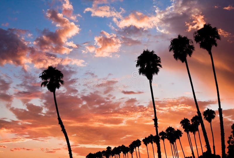California Sunset Palm Tree Rows in Santa Barbara Stock Photo - Image ...