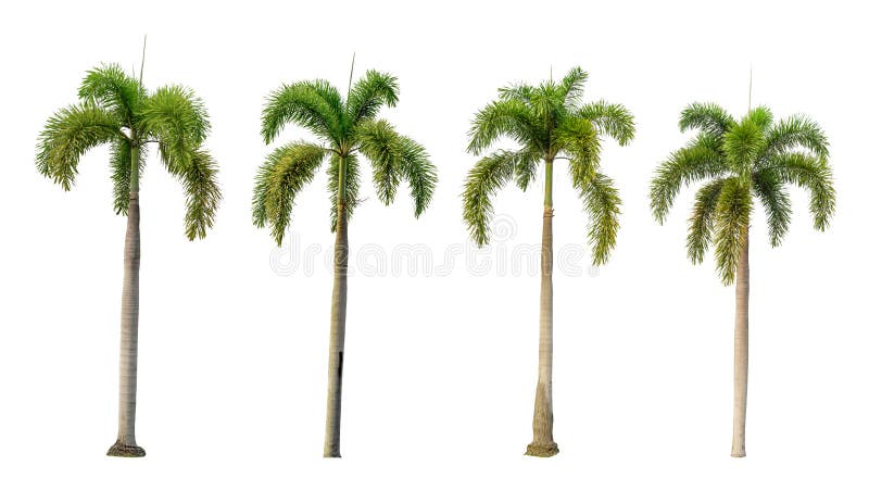 Four Palm Tree on a White Background Stock Image - Image of lush ...