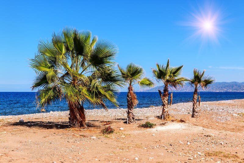 Four Palm Trees on the Beach Stock Image - Image of island, beautiful ...