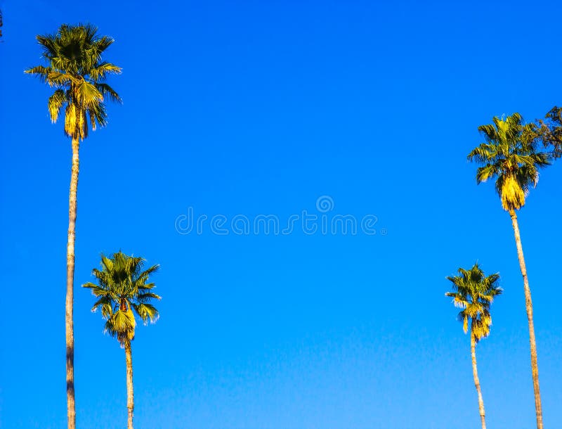 Four Palm Trees with Blue Sky Background Stock Photo - Image of ...