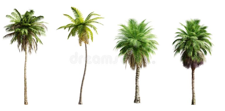 Four Palm Trees Isolated on White Background. 3D Render Stock ...