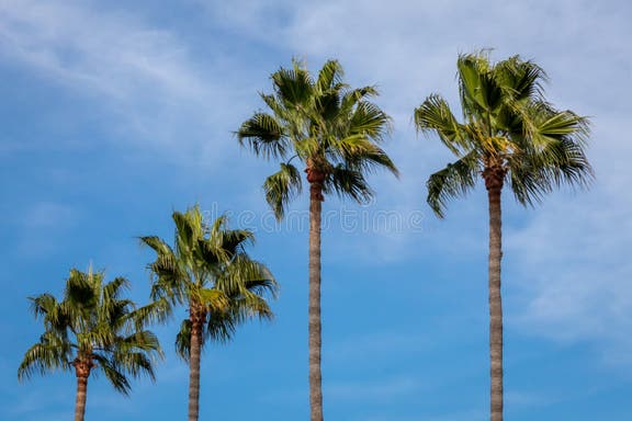 Four Palm Trees in a Row on Blue Sky Stock Image - Image of blue ...
