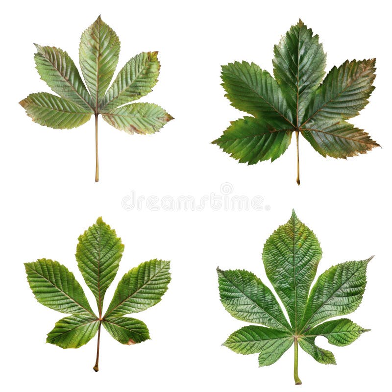 Four Palmate Leaves of a Horse Chestnut Tree Stock Image - Illustration ...