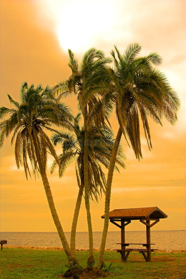 Four palms stock image. Image of evening, relax, calm, beach - 881553