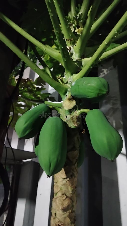Four Papayas are Growing Large on the Tree Trunk Stock Photo - Image of ...