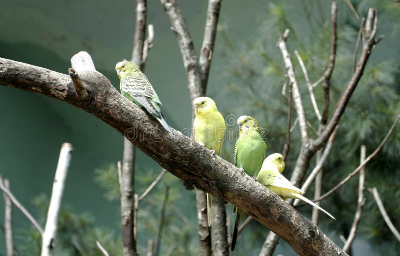Four Parakeet on the Branch Stock Image - Image of beak, forest: 251196157