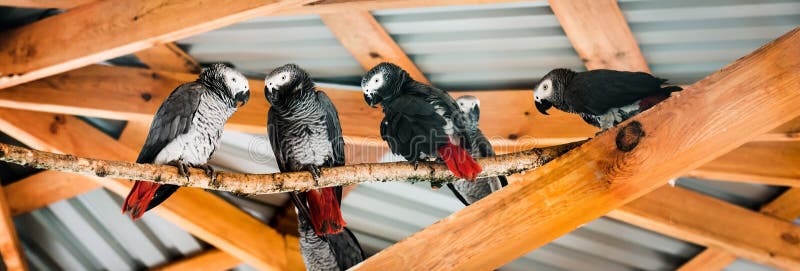 Four parrots stock photo. Image of branch, looking, parakeet - 32781074