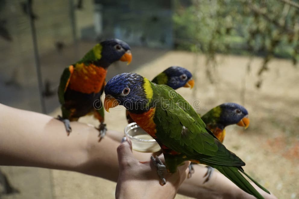 Four Parrots Sitting on Hand Stock Image - Image of blue, orange: 290973499