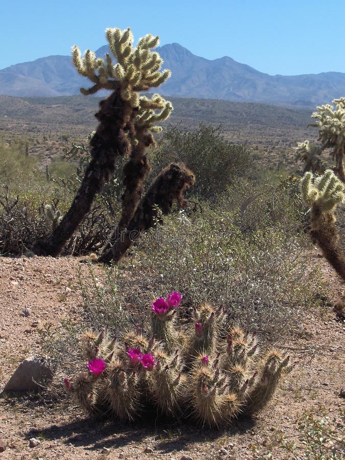 Arizona desert landscape stock photo. Image of expanse - 3934222