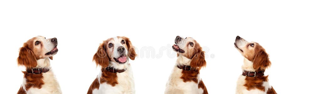 Four pensive equal dogs stock image. Image of animal - 217074961