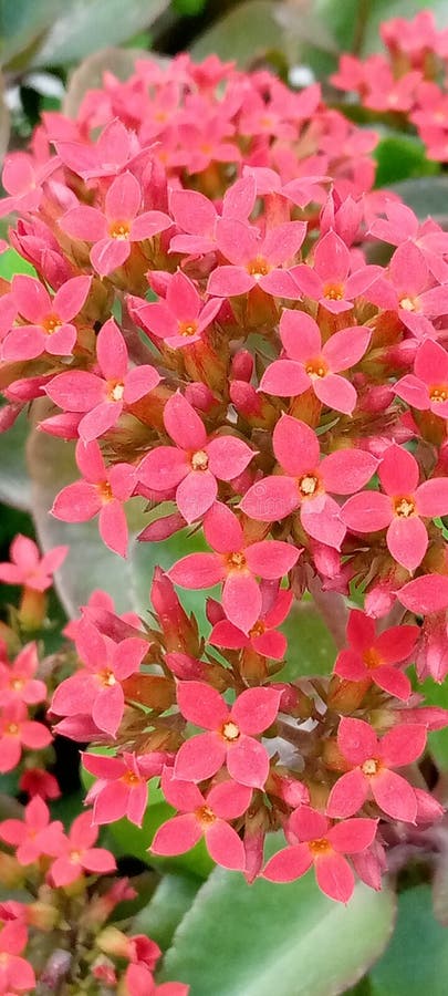 Red Petals and Flowers in Wate Stock Photo - Image of body, bliss: 3010180