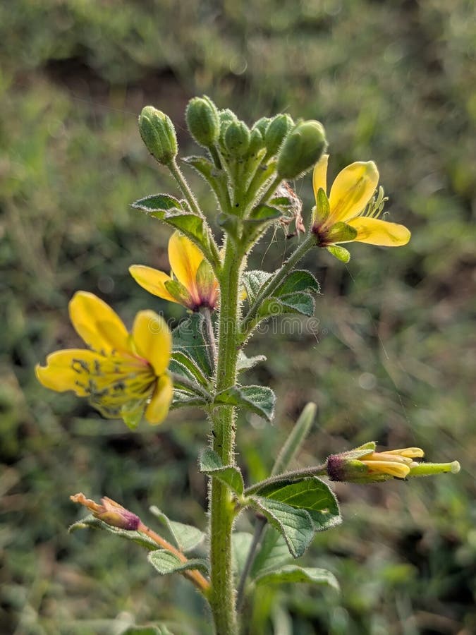 Four Petals Hemisphere Flower Stock Image - Image of evergreen, plant ...