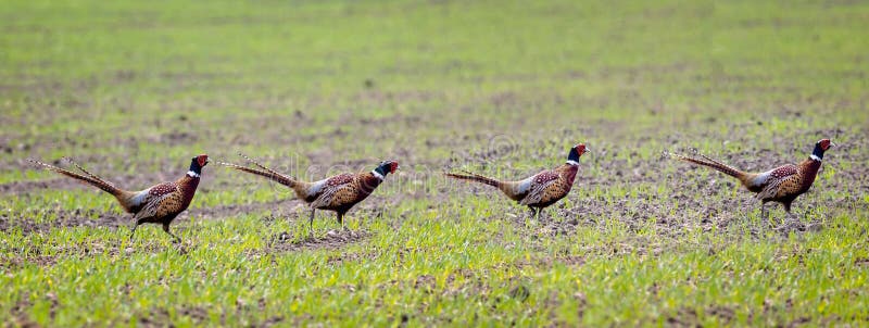 Four Pheasants in a Row Running Across a Field Stock Photo - Image of ...