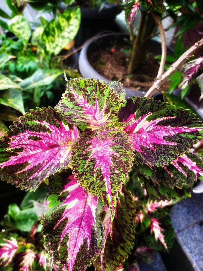 Four pieces leaf stock photo. Image of herb, pieces - 252568634