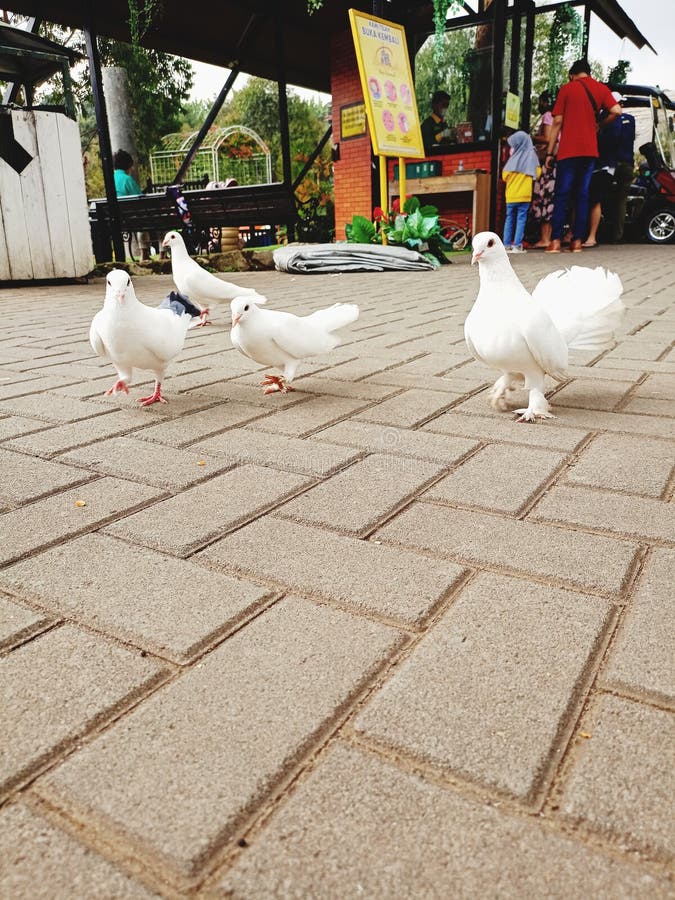 Four Pigeon Waiting for Eat Stock Image - Image of bird, floor: 221946953