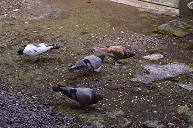 Pigeon with Beautiful Feather Color Pattern Stock Image - Image of ...