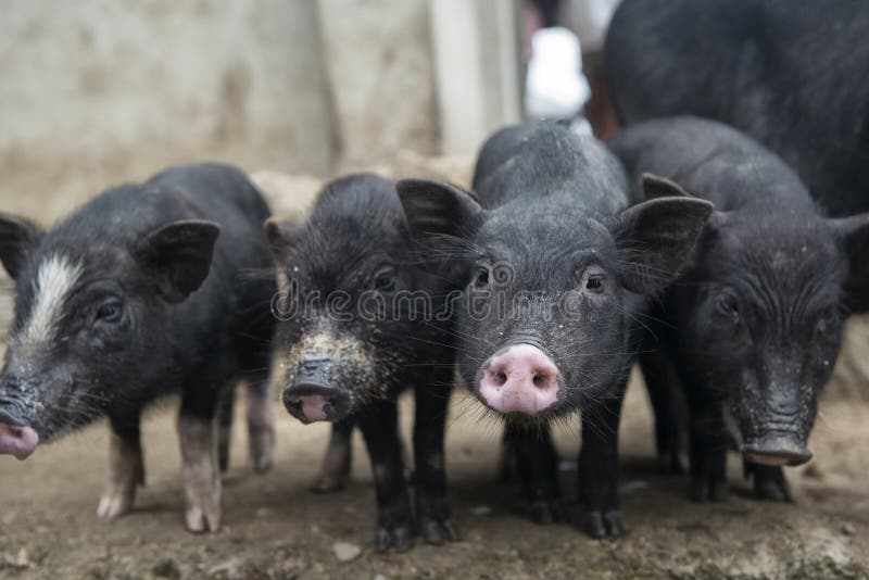 Four pigs stock image. Image of pink, animals, mammal - 8546537