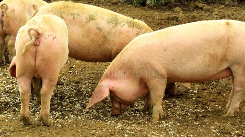 Four Pigs stock photo. Image of pink, farmyard, foraging - 71613920