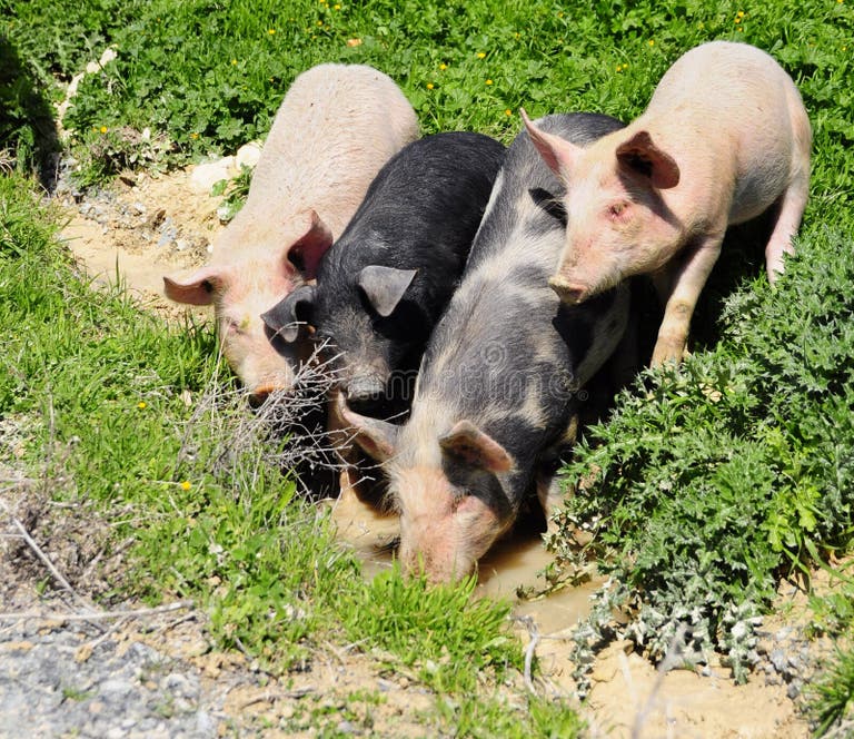Four pigs in a gutter stock photo. Image of group, outdoors - 22459484