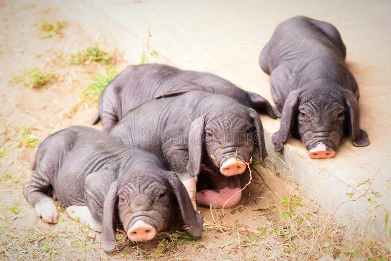 Four pigs stock image. Image of curious, pigs, animal - 69896799