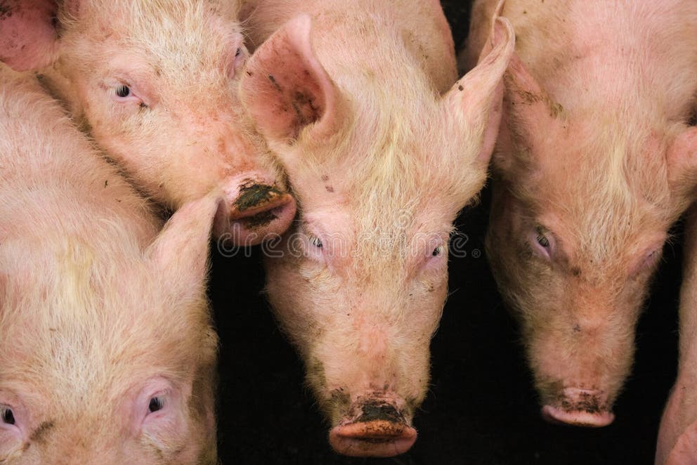 Four pigs in piggery stock image. Image of summer, animal - 88549077