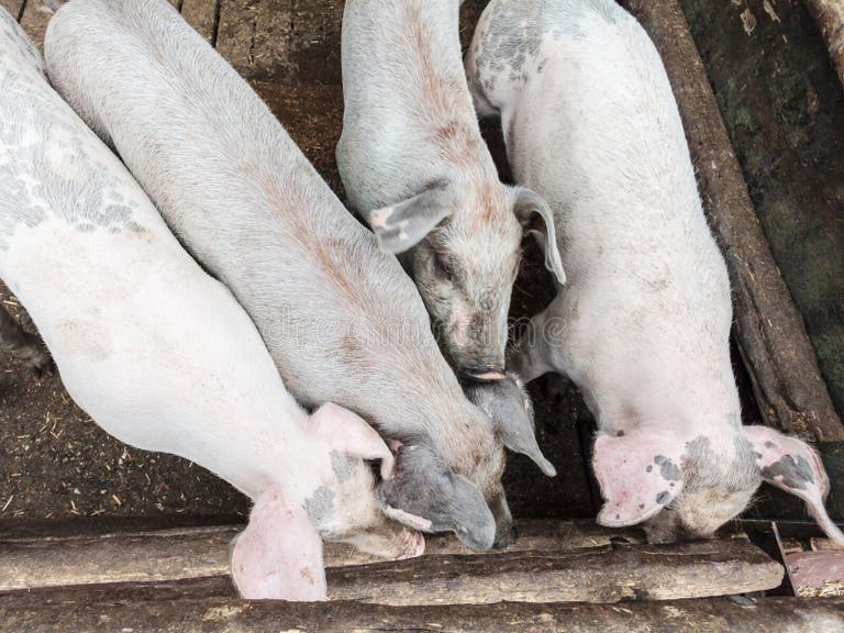Four pigs in a row stock photo. Image of mammal, wooden - 26183464