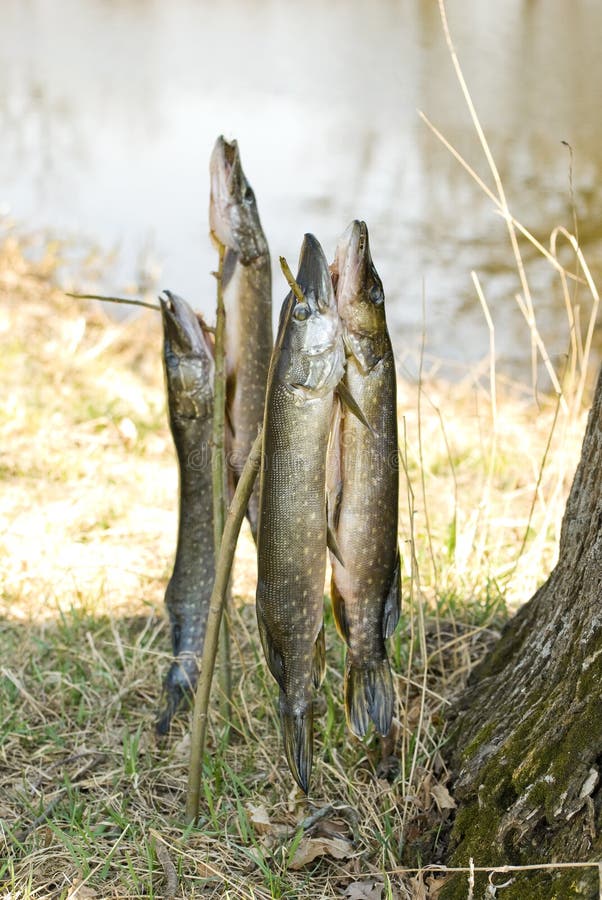 Four pike stock image. Image of chips, pike, couple, smoked - 40162553