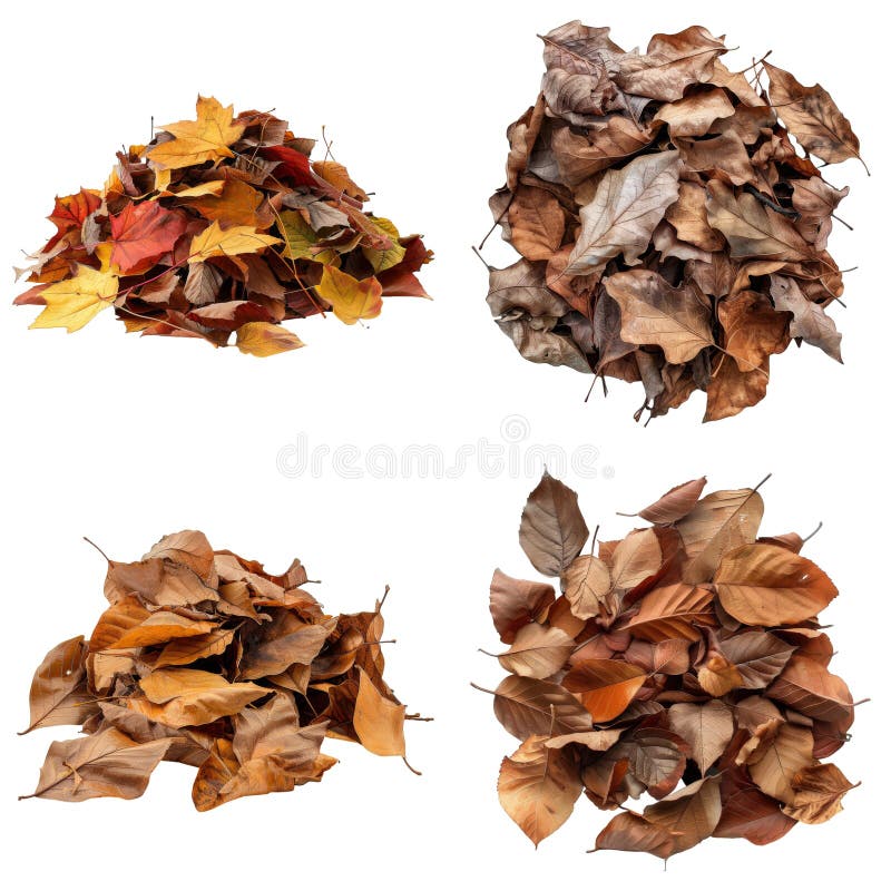Fallen Autumn Leaves are Raked into Piles Stock Illustration ...