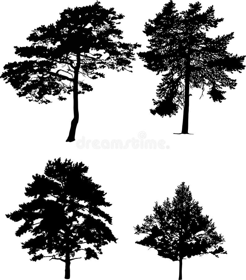 Silhouettes of trees. pine stock vector. Illustration of group - 33603588