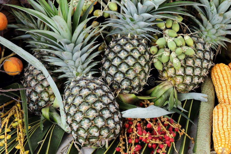 Four Pineapples beside Each Other on Table Stock Photo - Image of ...