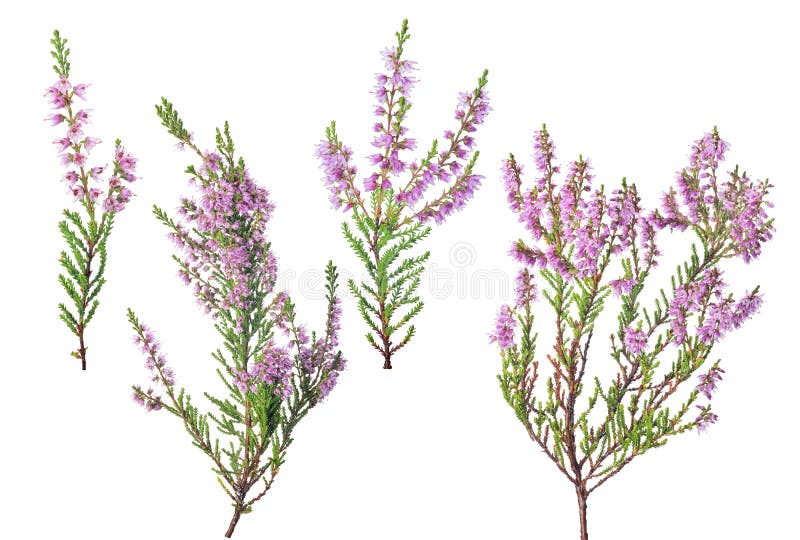 Blossoming Heather Branch Isolated on White Stock Photo - Image of ...
