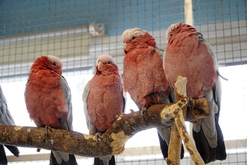 Pink And Grey Cockatoo Parrots Perching On A Branch Stock Image Image Of Australian Perching