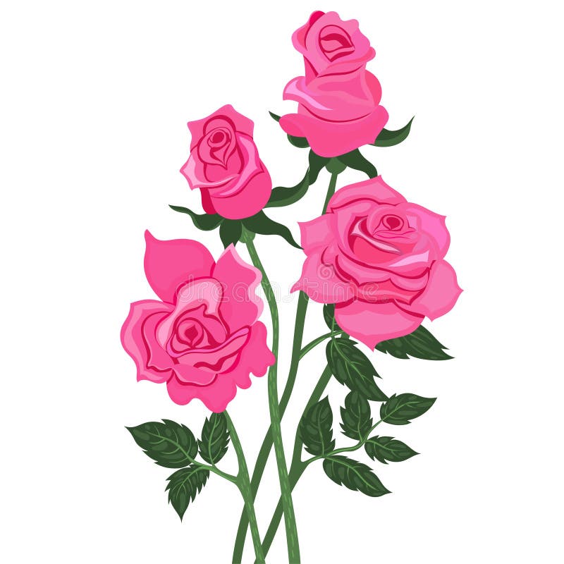 Four Pink Roses Isolated on a White Background. Vector Graphics Stock ...