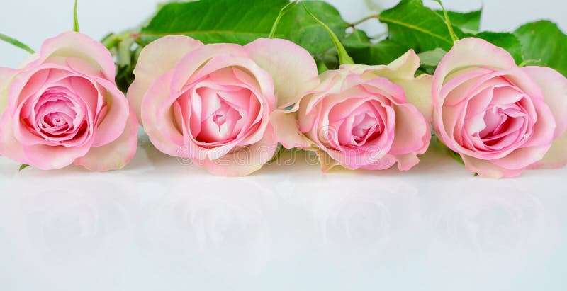 Row of pink roses stock photo. Image of flowers, cracked - 12151142