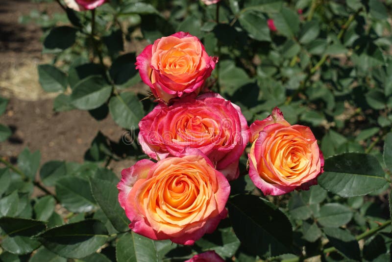 4 Pink and Yellow Flowers of Rose Stock Photo - Image of florescence ...