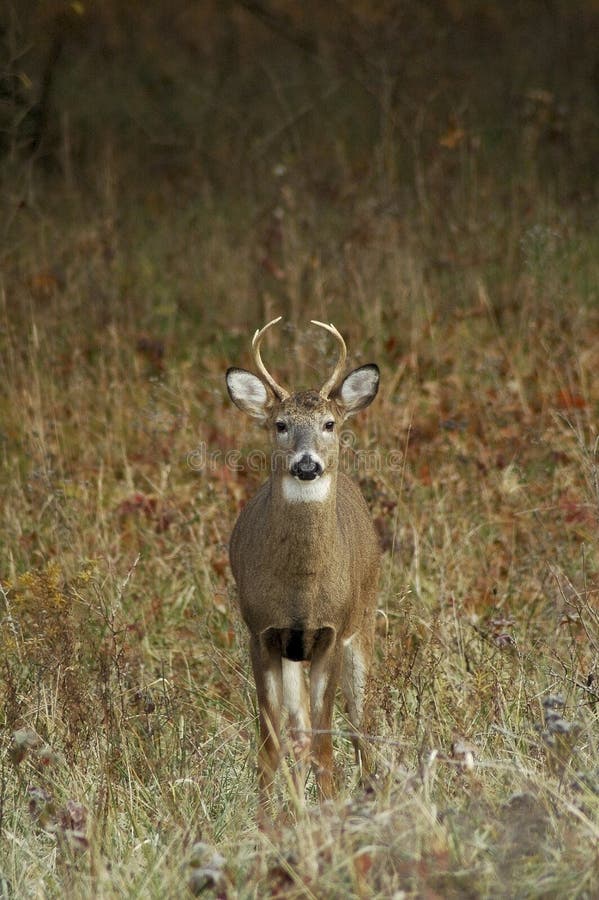 Four Point Buck Picture. Image: 3667429