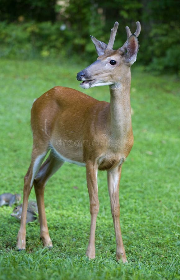 Four pointer stock image. Image of buck, deer, brown - 31210361