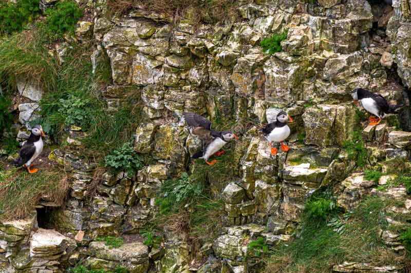 Four Puffins on a Rock Face Stock Image - Image of mull, fjord: 250278139