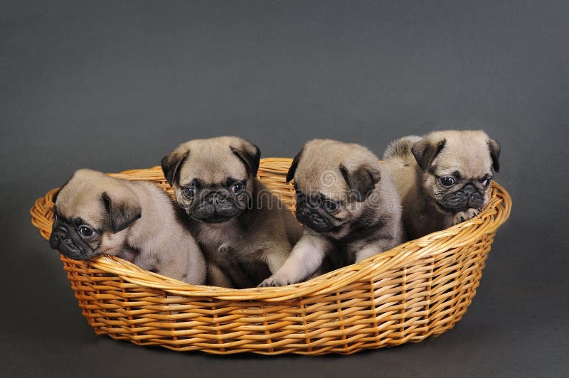 Six pug puppies. stock photo. Image of mammal, leaving - 8423764