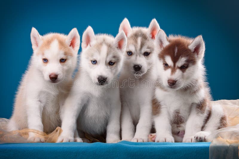 169 Four Husky Puppies Stock Photos - Free & Royalty-Free Stock Photos ...